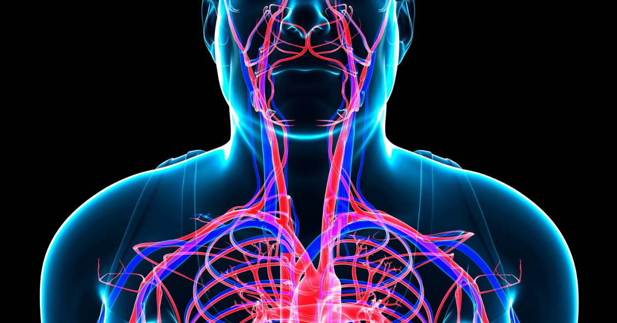 What is Vascular Testing? - Westgate Family Physicians - Westgate ...